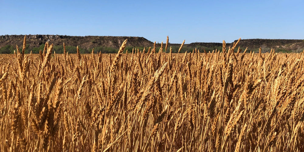 Our Crops - Oatman Farms LLC