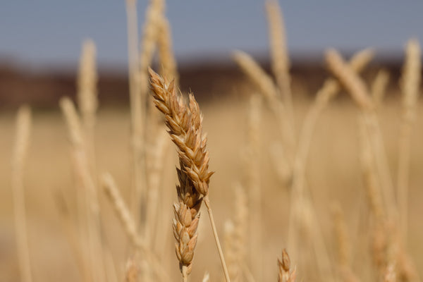 ROC® White Sonora Flour - Oatman Farms LLC