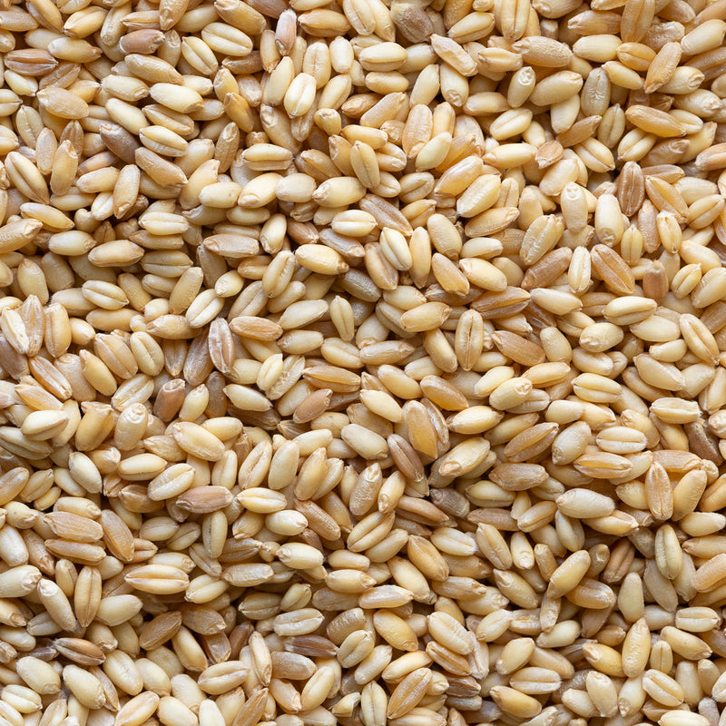 ROC® Blue Beard Durum White Sonora Wheat Berry Blend - Oatman Farms LLC