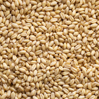 ROC® White Sonora Wheat Berries - Oatman Farms LLC