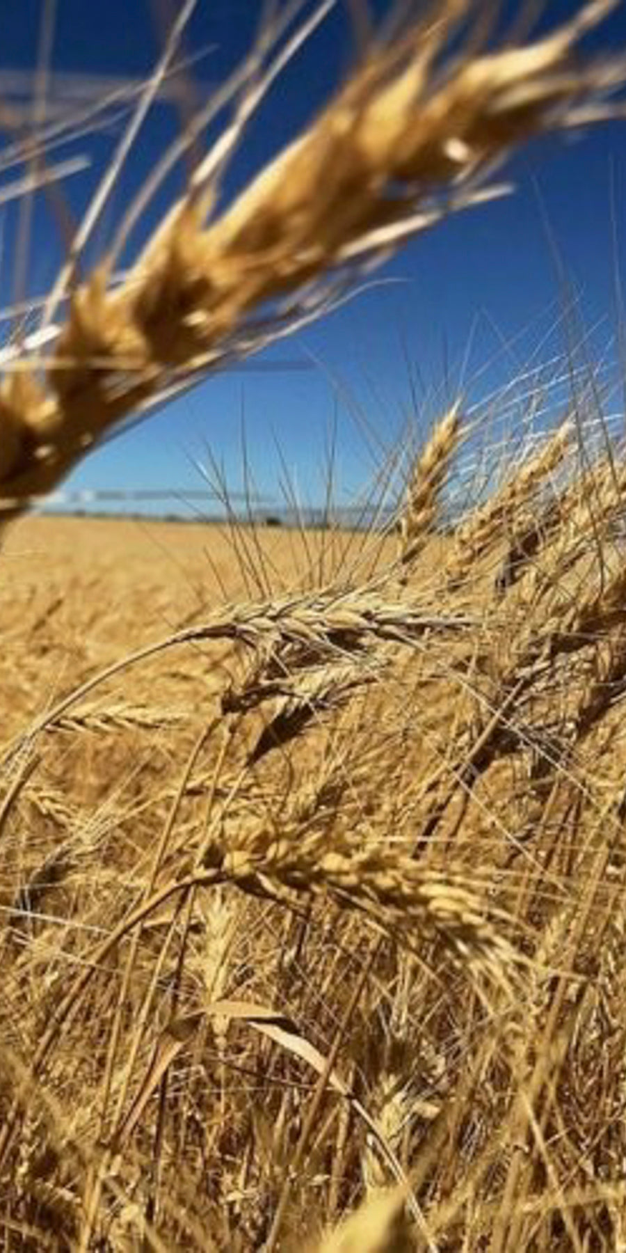Oatman Farms - Regenerative Organic Wheat Berries & Stone-Ground Flour